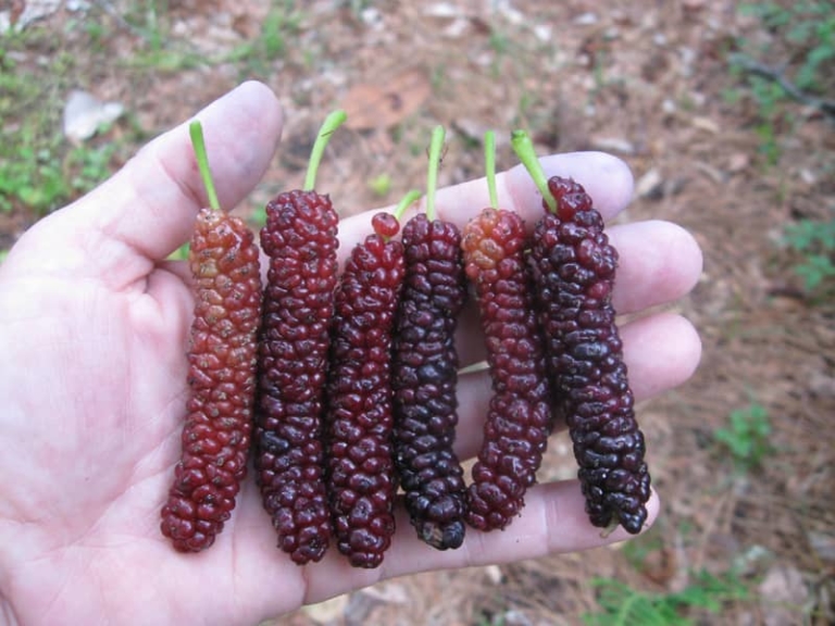 Pakistan Mulberry Tree • Just Fruits and Exotics