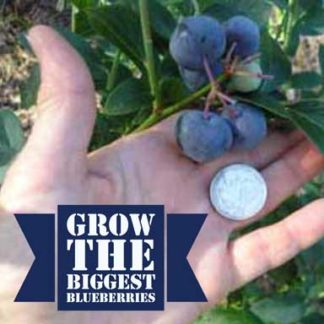 Titan and Krewer Blueberries â€“Size matters • Just Fruits and Exotics