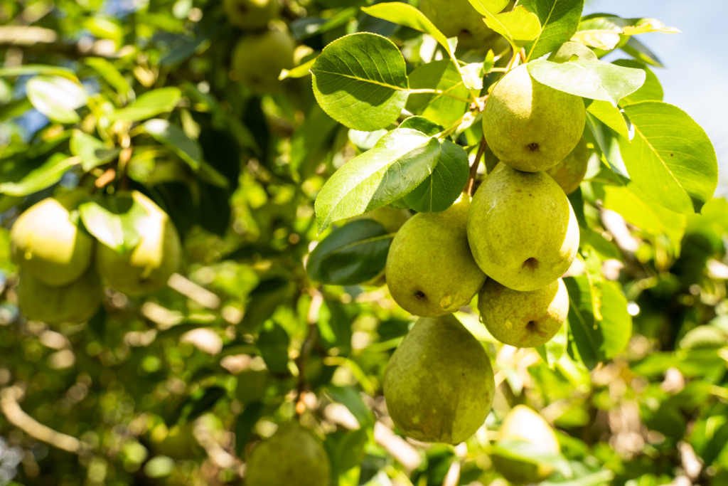 Livin' On a Pear: All About Pear Season - Just Fruits and Exotics