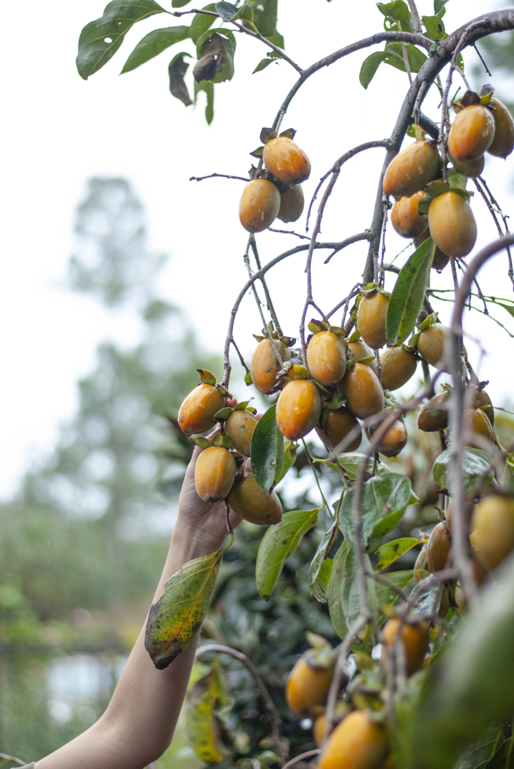 All About Persimmons • Just Fruits and Exotics