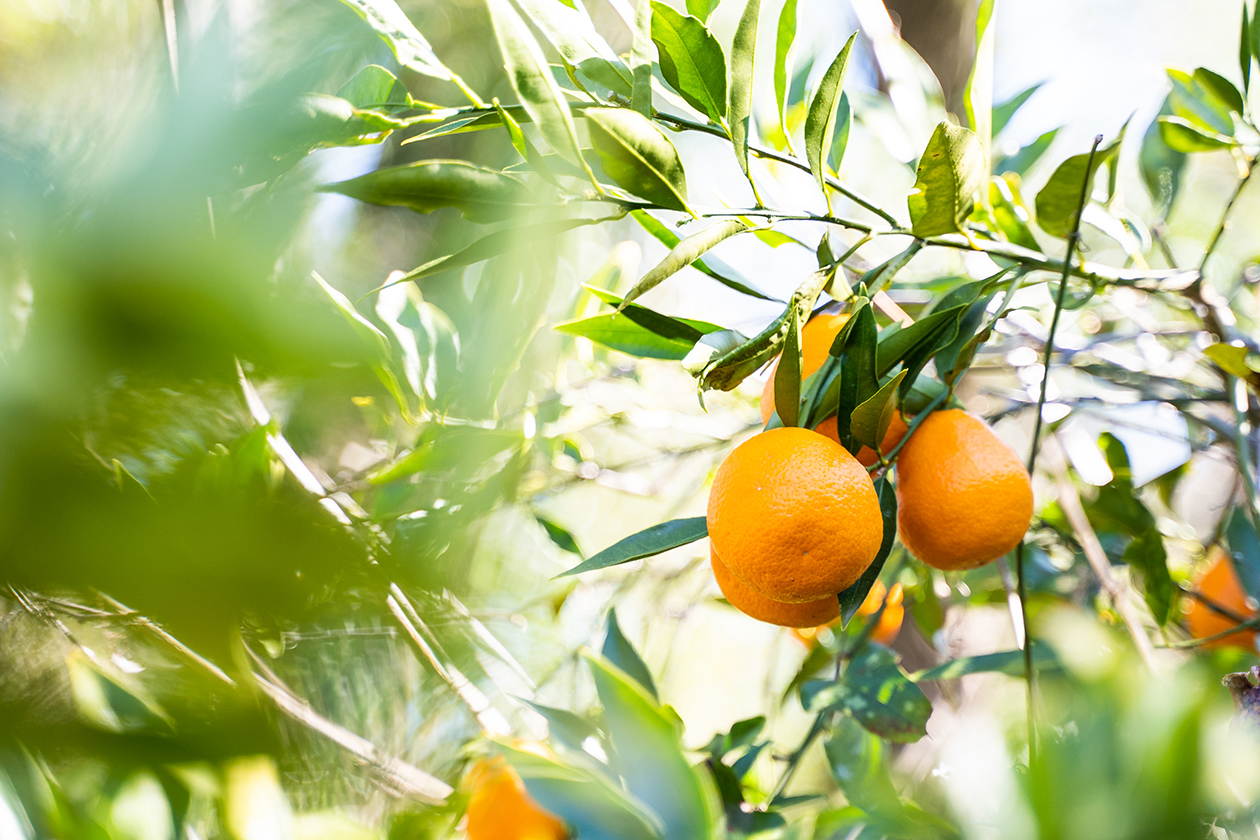 Your Summer Orchard To-Do List • Just Fruits and Exotics