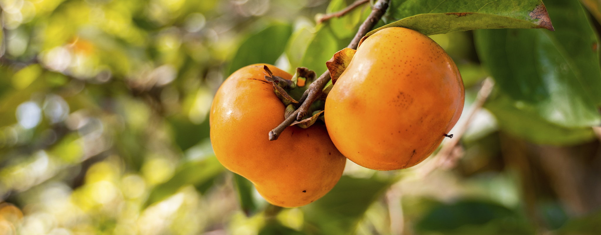 Just Fruits and Exotics | Family-Owned and Operated Since 1978