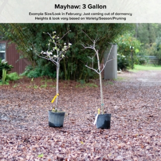 Red Champ Mayhaw Tree • Just Fruits and Exotics