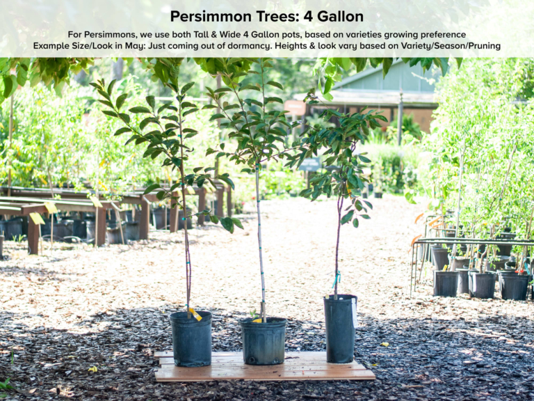 Prok Persimmon Tree • Just Fruits and Exotics