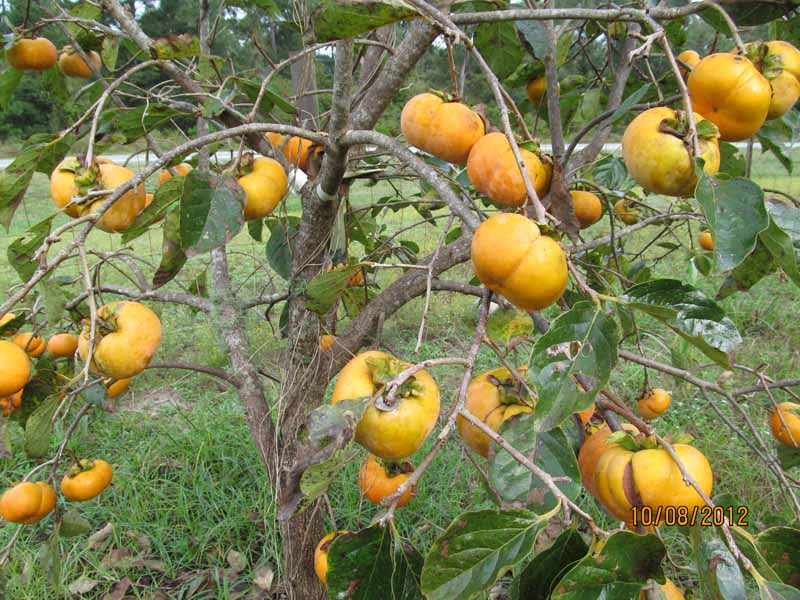 Fruitscaping With Persimmon Trees: Your Ultimate Guide • Just Fruits ...