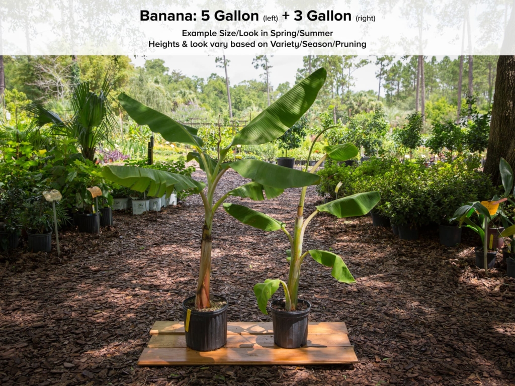 Dwarf Puerto Rican Plantain Plant • Just Fruits and Exotics