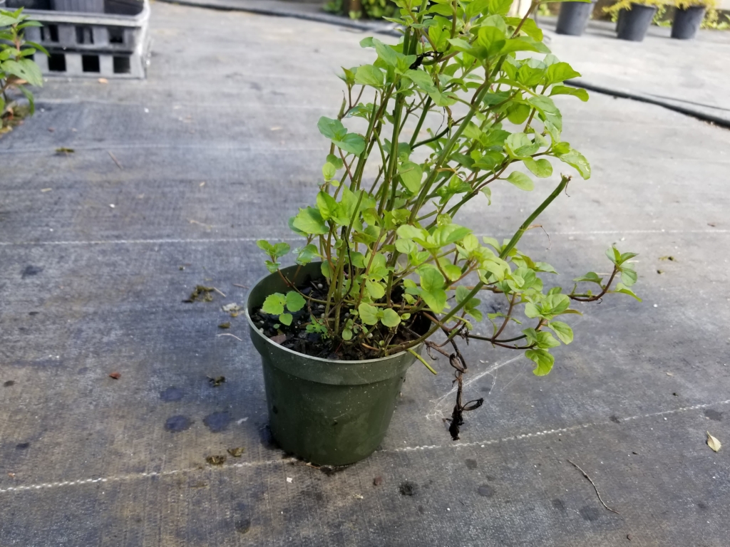 Orange Mint Plant • Just Fruits and Exotics