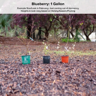 Premier Blueberry Bush "Rabbiteye" — Just Fruits and Exotics