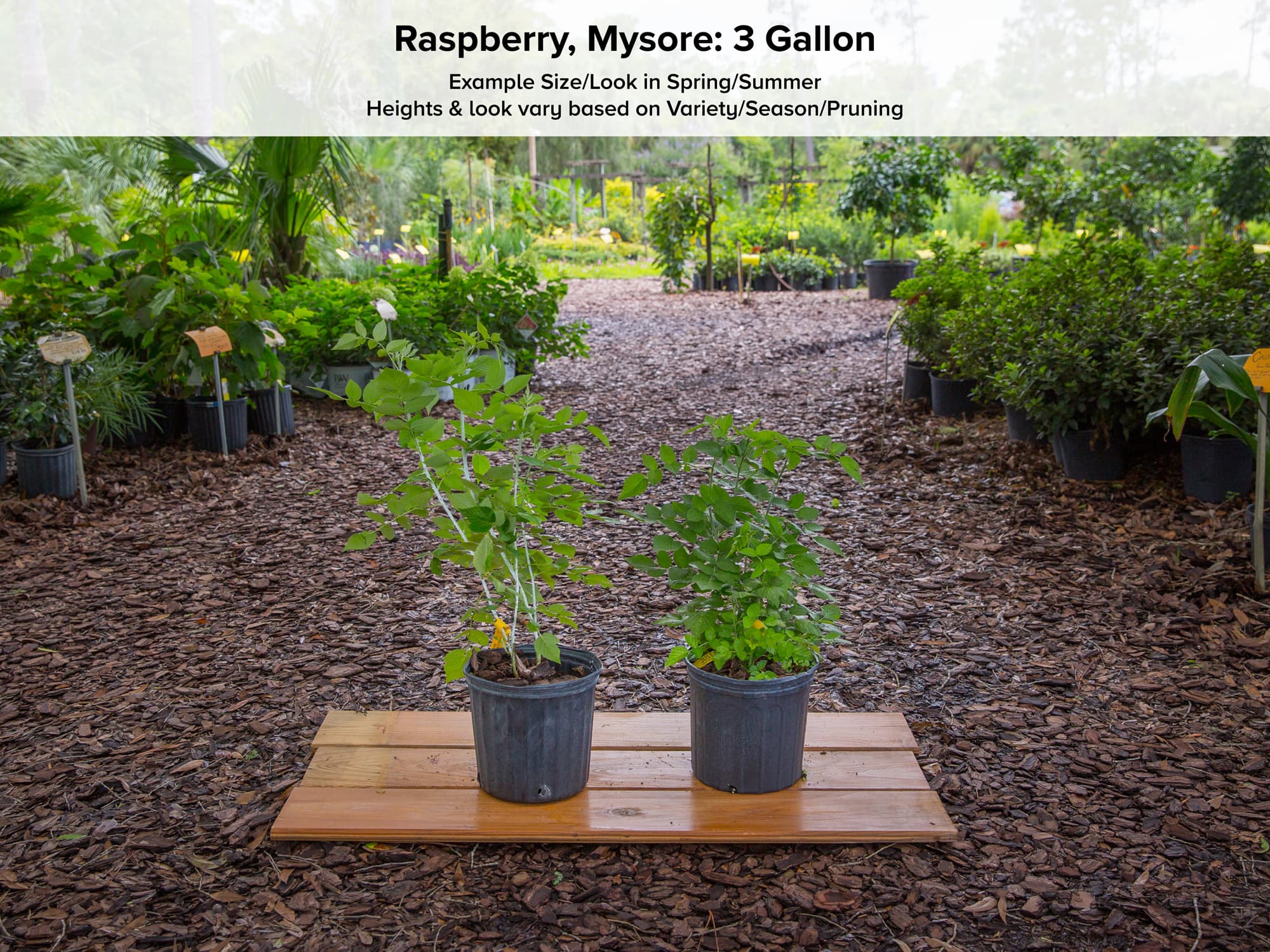 Mysore Raspberry Bush • Just Fruits and Exotics