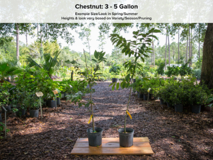 Allegheny Chinquapin Tree • Just Fruits and Exotics