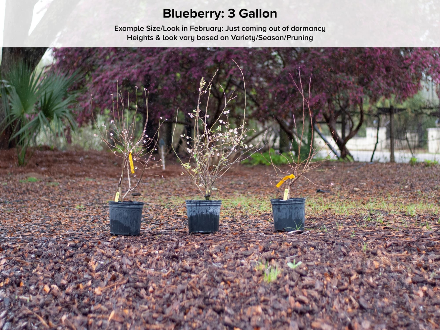 Titan Blueberry Bush “Rabbiteye” • Just Fruits and Exotics