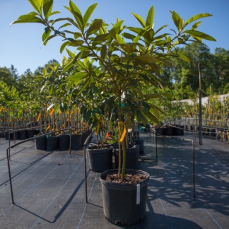 Champagne Loquat Tree — Just Fruits and Exotics