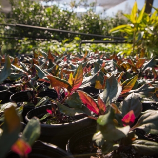 Okinawa Spinach • Just Fruits and Exotics