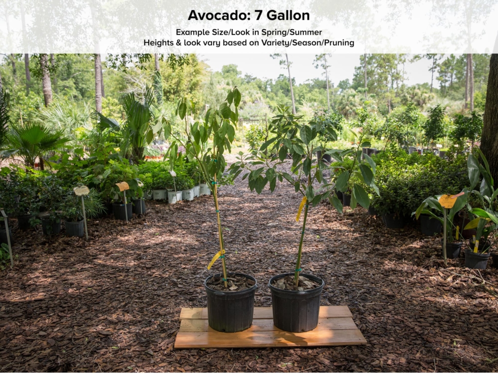 Lila Avocado Tree • Just Fruits and Exotics