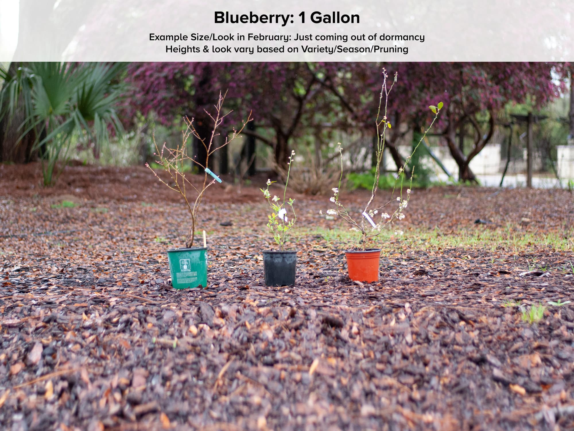 Titan Blueberry Bush “Rabbiteye” • Just Fruits and Exotics