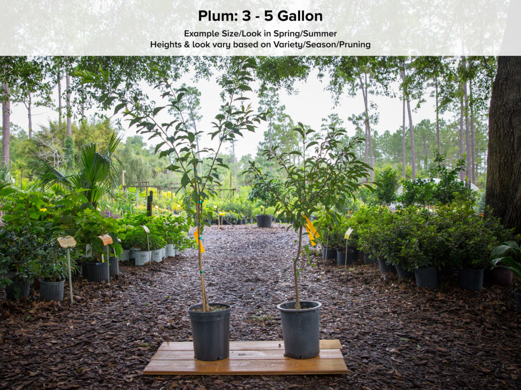 Bruce Plum Tree • Just Fruits and Exotics