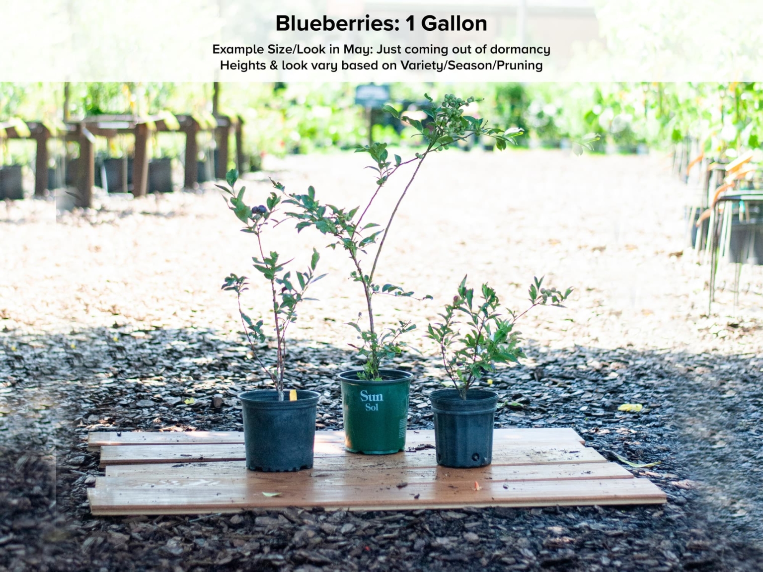 Brightwell Blueberry Bush “Rabbiteye” • Just Fruits and Exotics