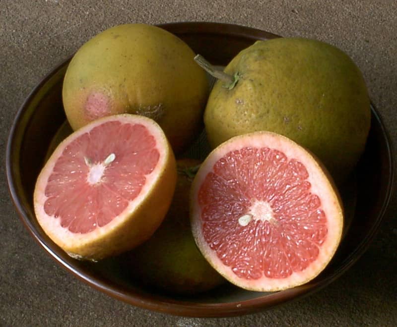 Flame Grapefruit Tree • Just Fruits and Exotics