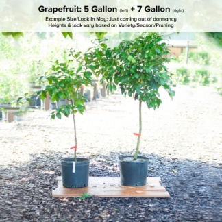 Marsh White Grapefruit Tree — Just Fruits and Exotics