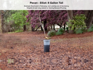 Elliott Pecan Tree • Just Fruits and Exotics