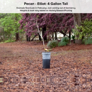 Elliott Pecan Tree • Just Fruits and Exotics