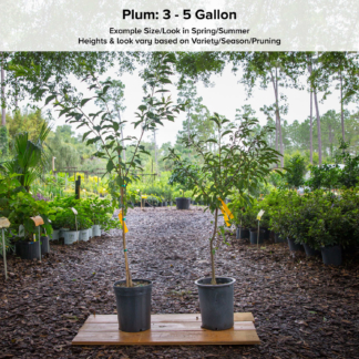 Gulf Ruby Plum Tree • Just Fruits and Exotics