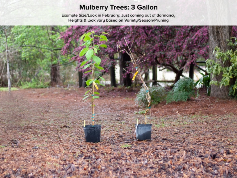Contorted Mulberry Tree • Just Fruits and Exotics