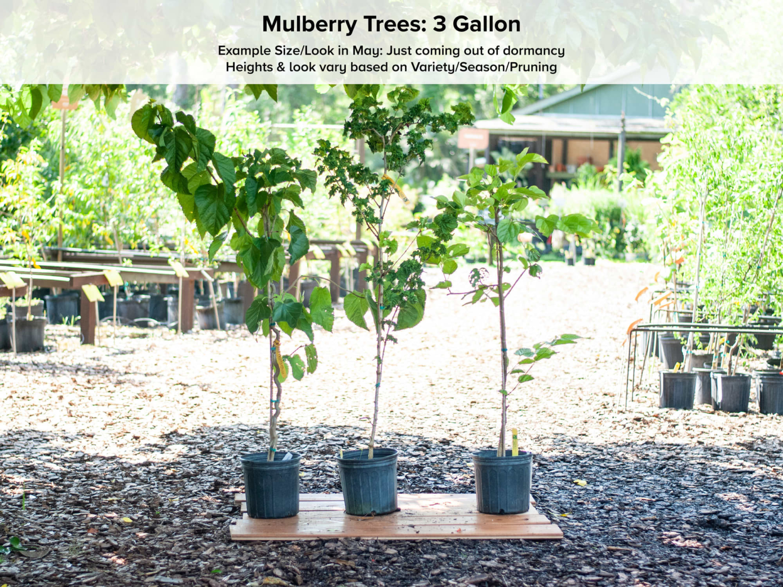 Callie’s Delight Contorted Mulberry Tree • Just Fruits and Exotics