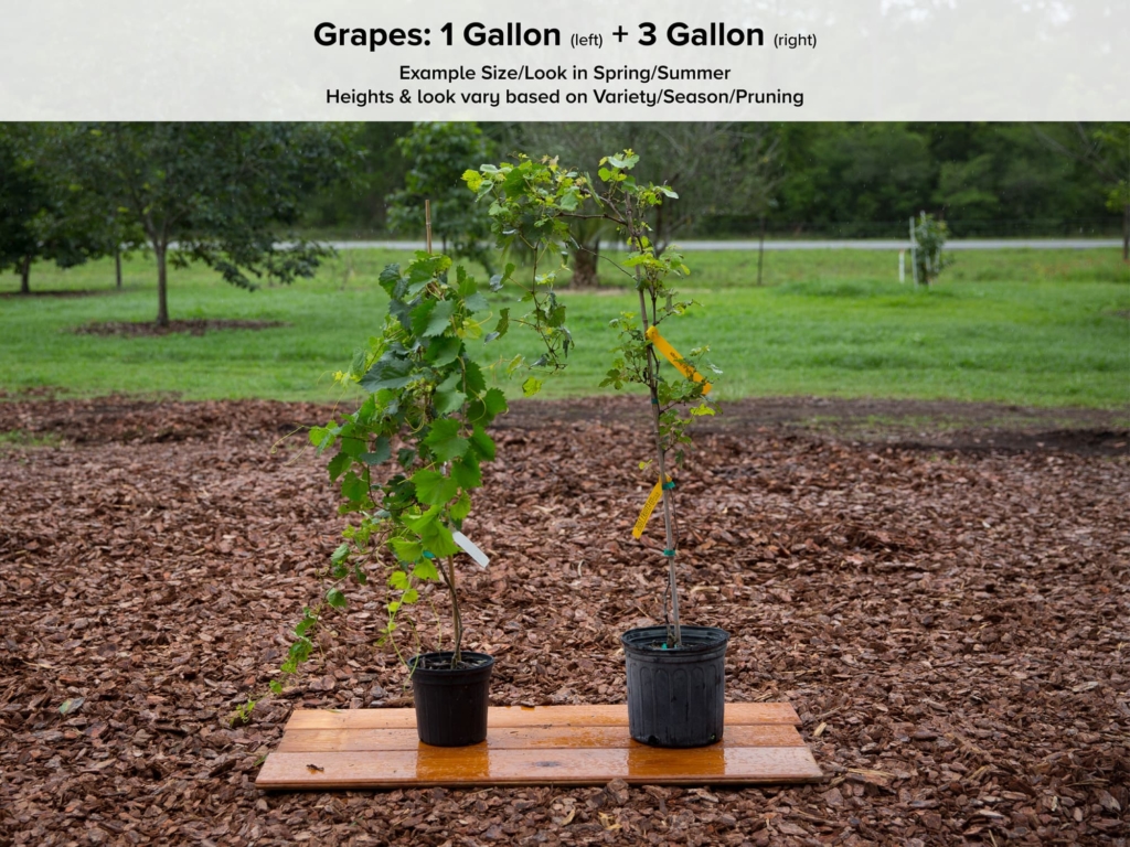 Southern Home Hybrid Grape Vine • Just Fruits and Exotics