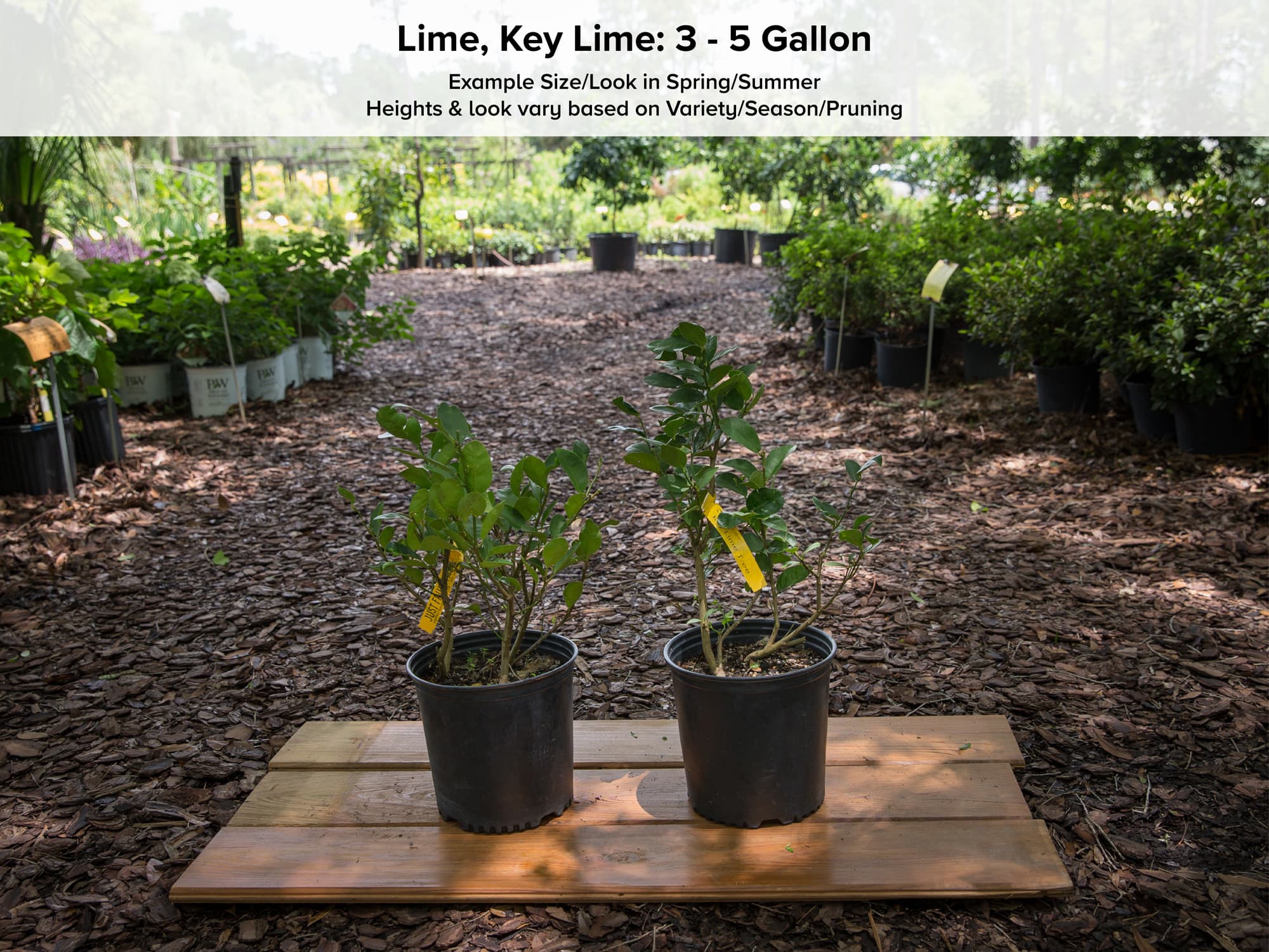 Key Lime Tree • Just Fruits and Exotics