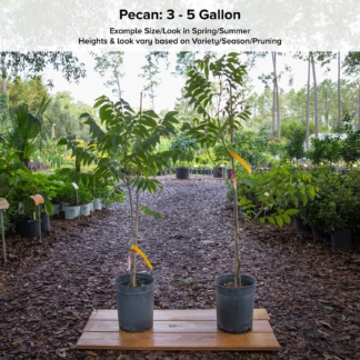 Elliott Pecan Tree • Just Fruits and Exotics