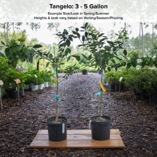 Minneola "Honeybell" Tangelo Tree — Just Fruits and Exotics