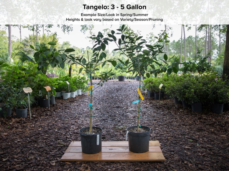 Minneola “Honeybell” Tangelo Tree • Just Fruits and Exotics
