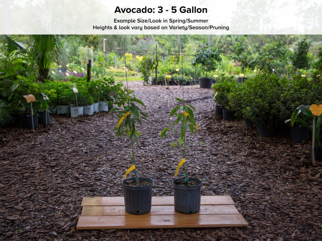 Lila Avocado Tree • Just Fruits and Exotics