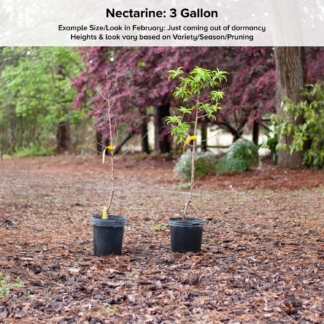 Sunglo Nectarine Tree • Just Fruits and Exotics
