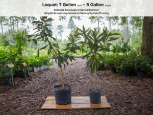 Champagne Loquat Tree • Just Fruits and Exotics