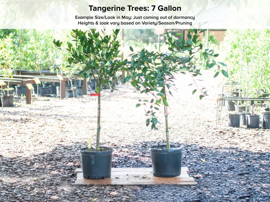 Tango Mandarin Tangerine Tree • Just Fruits and Exotics