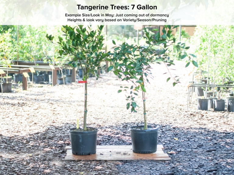 Tango Mandarin Tangerine Tree • Just Fruits and Exotics