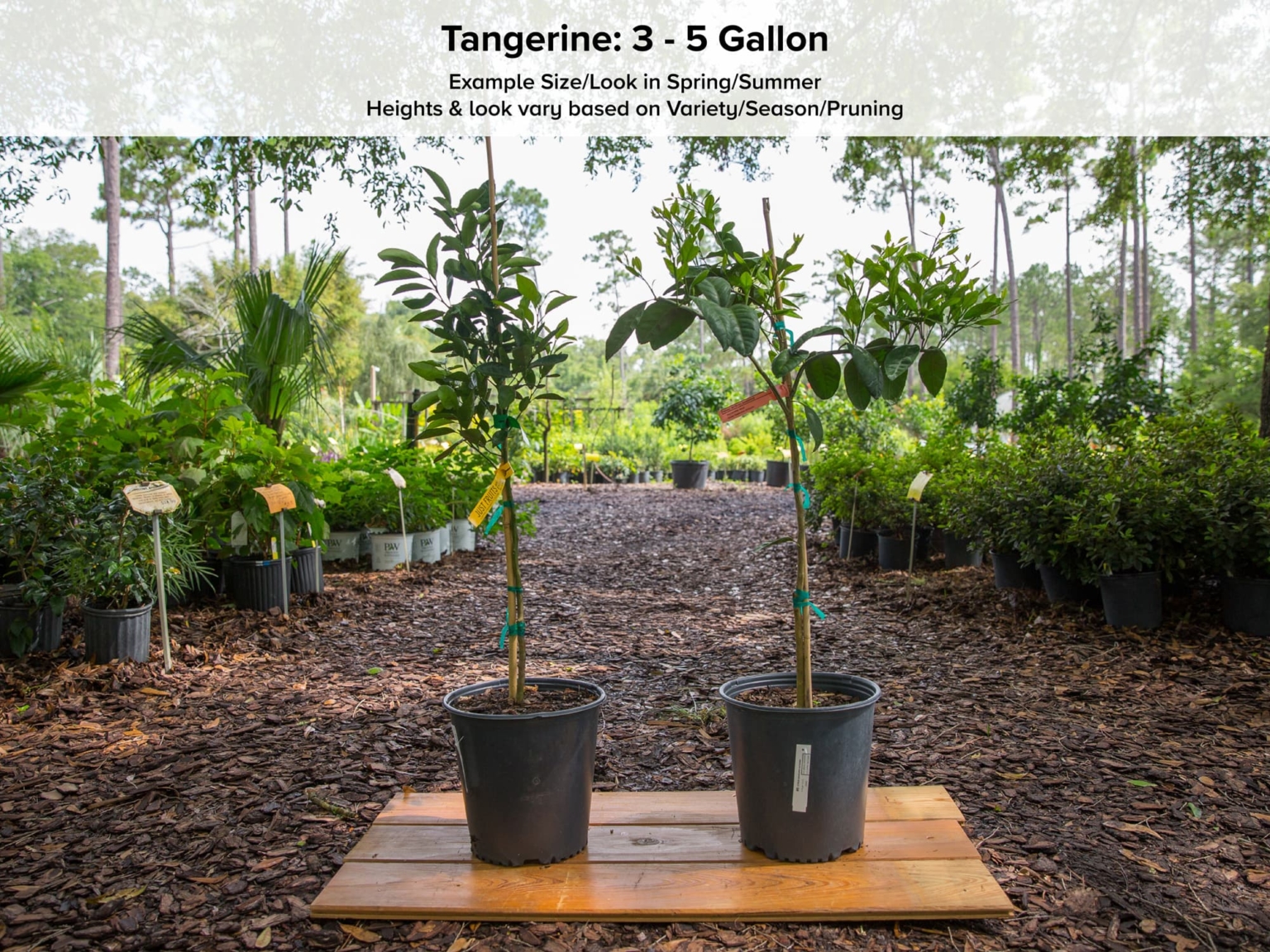 Tango Mandarin Tangerine Tree • Just Fruits and Exotics