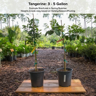 Tango Mandarin Tangerine Tree • Just Fruits and Exotics