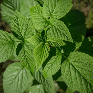 Nantahala Raspberry Bush • Just Fruits and Exotics