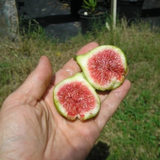 Green Ischia FigTree • Just Fruits and Exotics