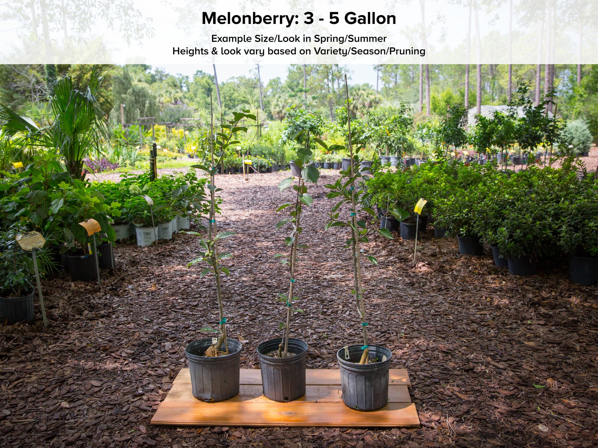 Darrow Mandarin Melonberry Tree • Just Fruits and Exotics