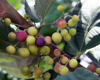 Sherbet Berry-New Fruit for the South • Just Fruits and Exotics