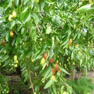 Tigertooth Jujube Tree • Just Fruits and Exotics