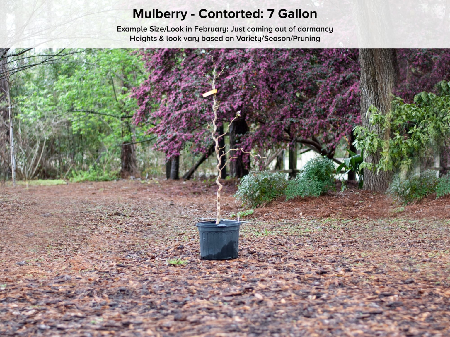 Contorted Mulberry Tree • Just Fruits and Exotics