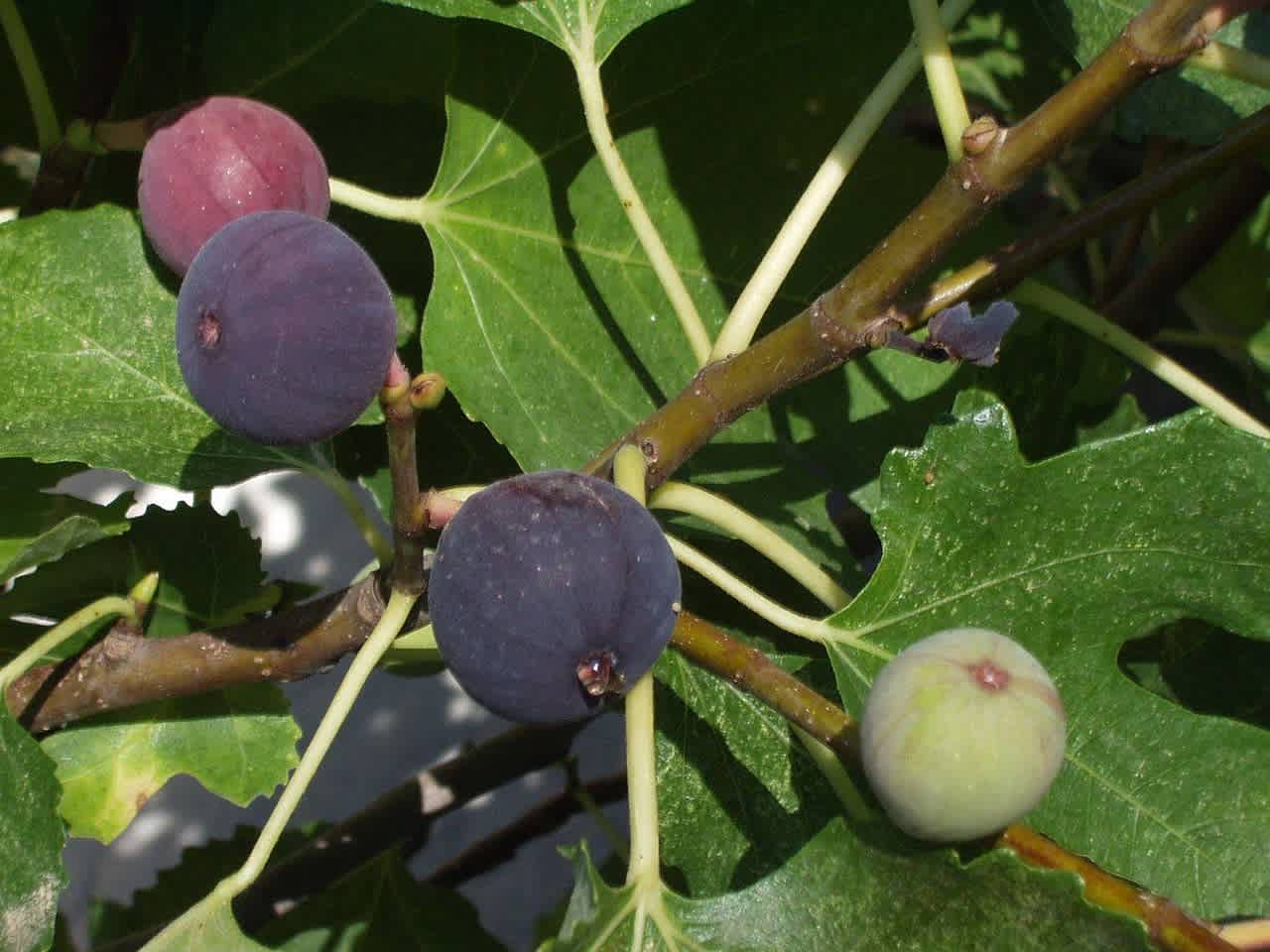 Socorro Black Fig Tree • Just Fruits and Exotics
