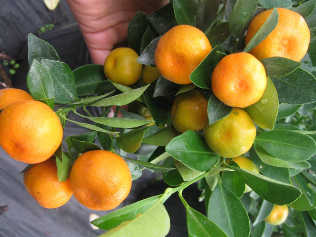 Calamondin Tangerine Tree • Just Fruits and Exotics