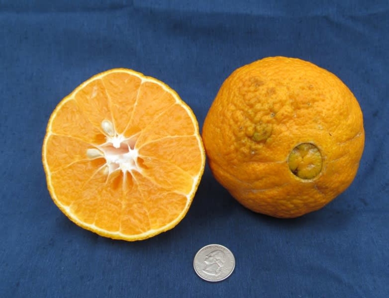 Shiranui “Sumo” Tangerine Tree • Just Fruits and Exotics