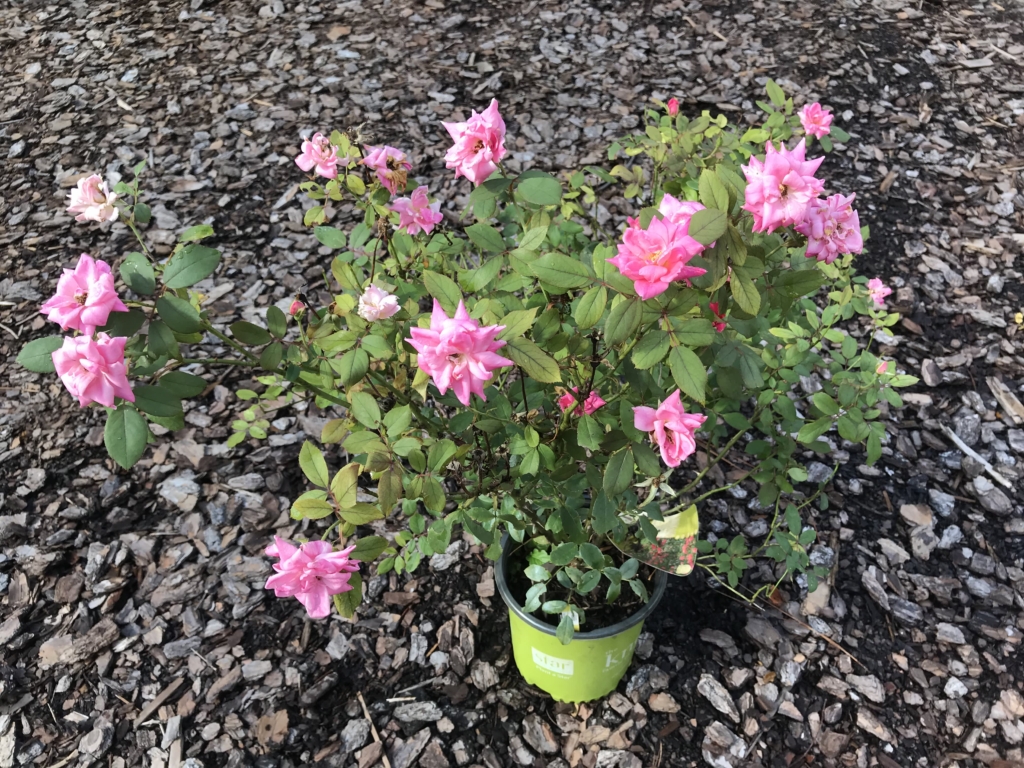 Double Pink Knockout Rose • Just Fruits and Exotics